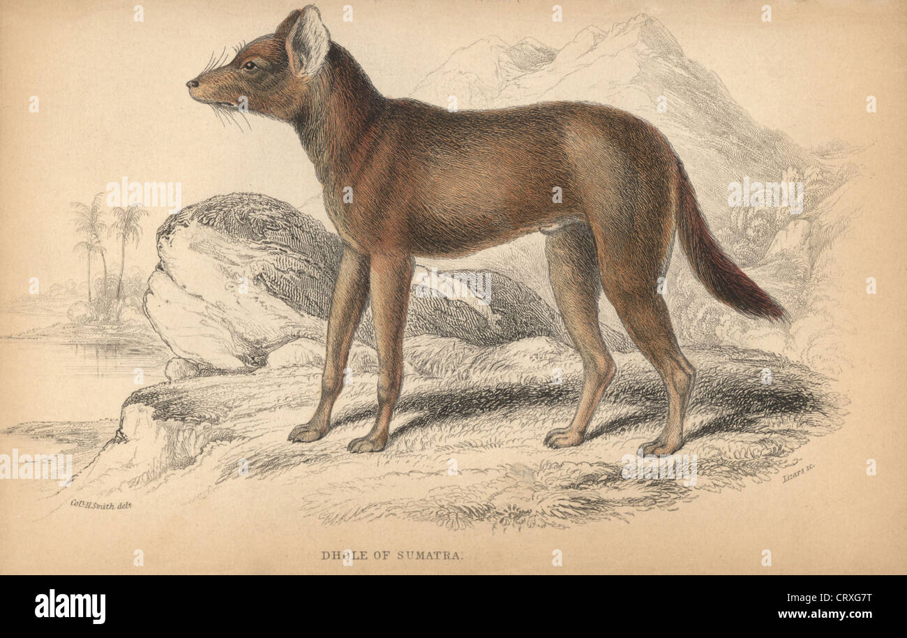 Sumatran dhole cuon alpinus sumatrensis hi-res stock photography and ...