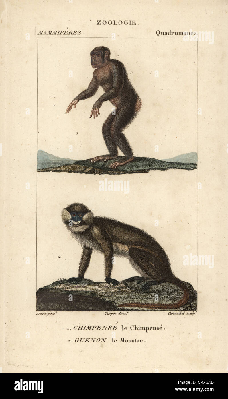 Common chimpanzee, Pan troglodytes (endangered), and moustached guenon ...