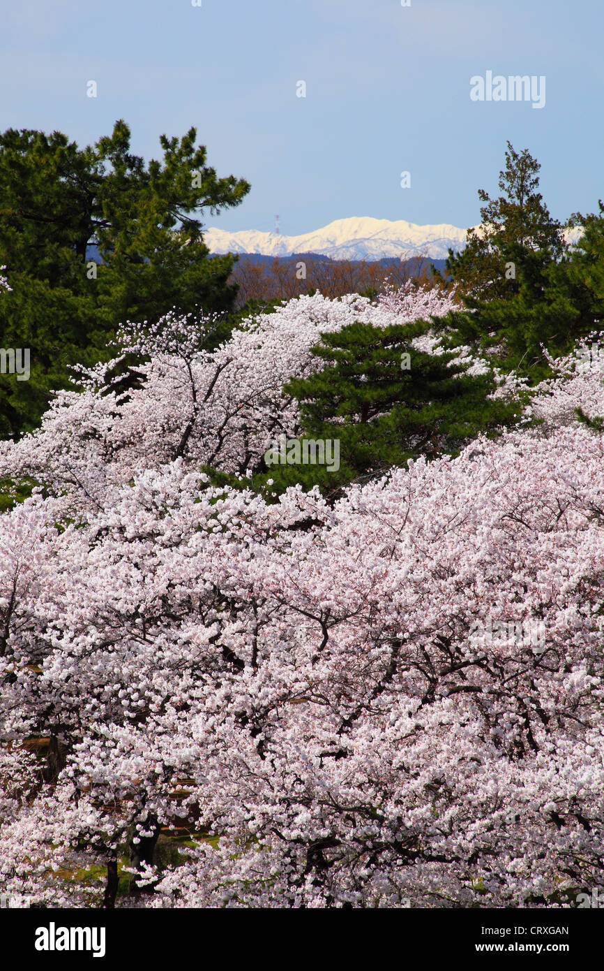 Cherry tree and snowy mountain in Japan Stock Photo - Alamy