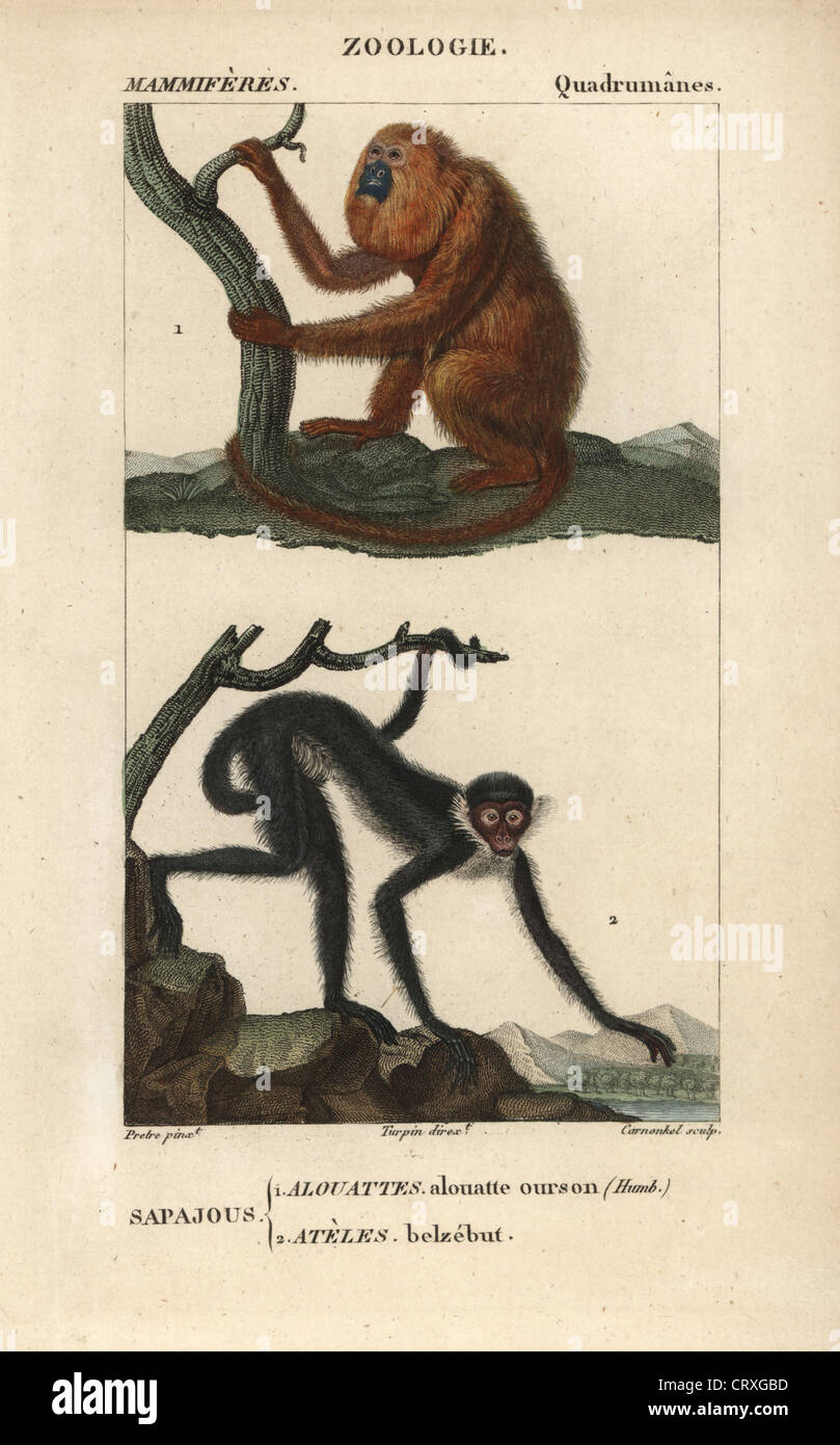 Red howler monkey, Alouatta seniculus, and white-fronted spider monkey ...