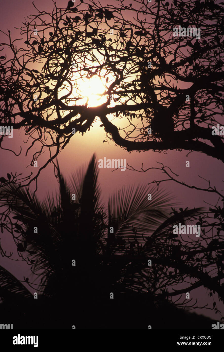 Full moon night in the jungle Stock Photo - Alamy