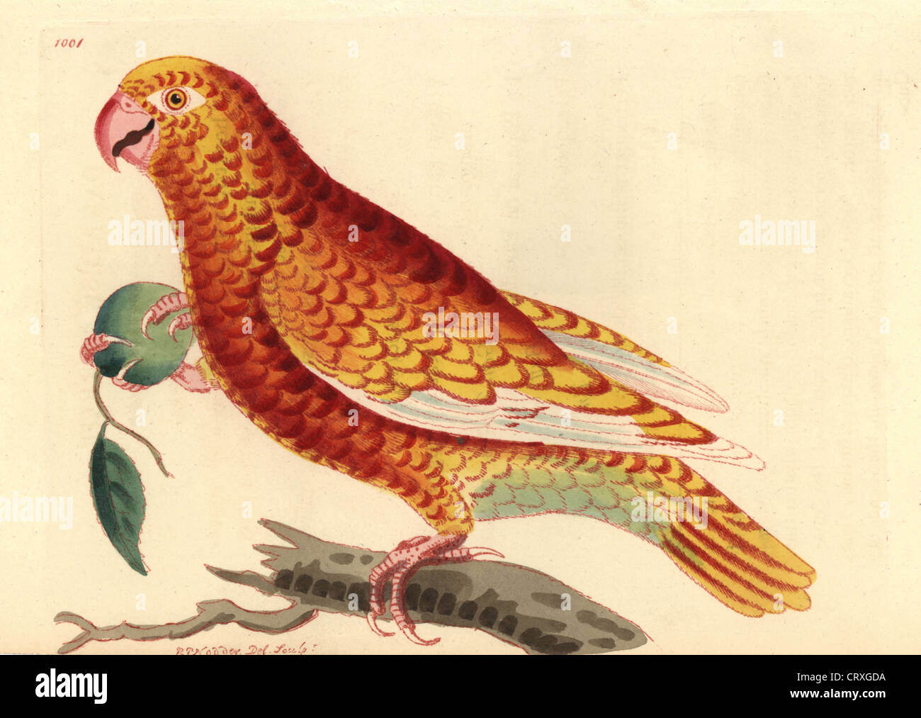 Paradise parrot, Psittacus paradisi. A mystery species of Amazon, or ...