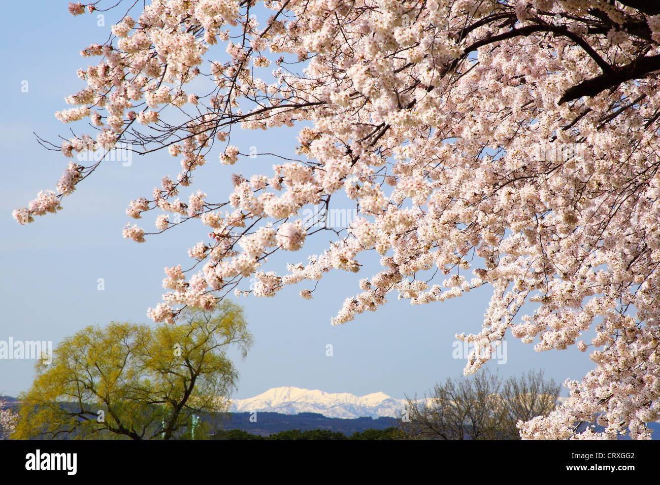 Ice sakura tree hi-res stock photography and images - Alamy