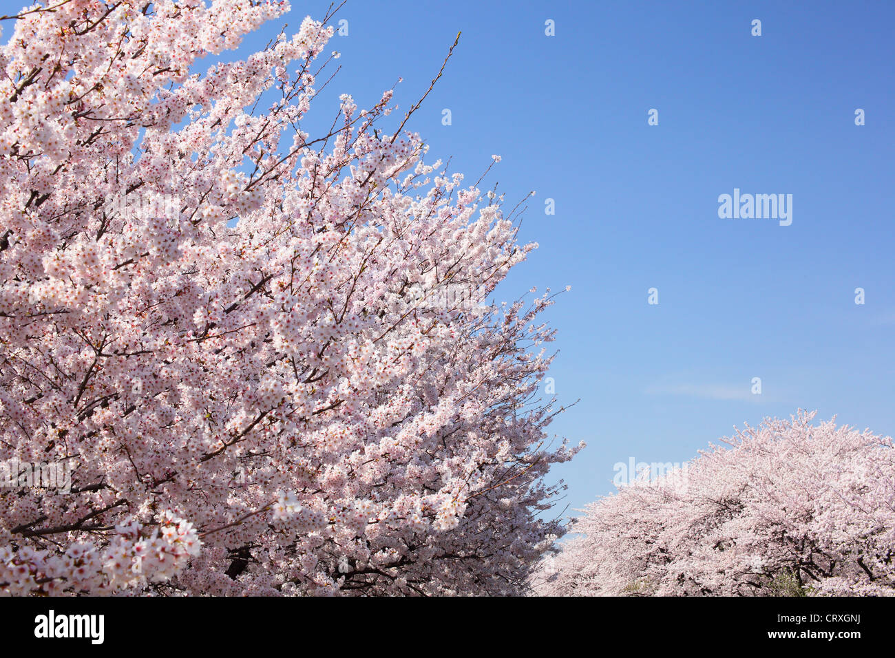 Cherry tree and blue sky in Japan Stock Photo - Alamy