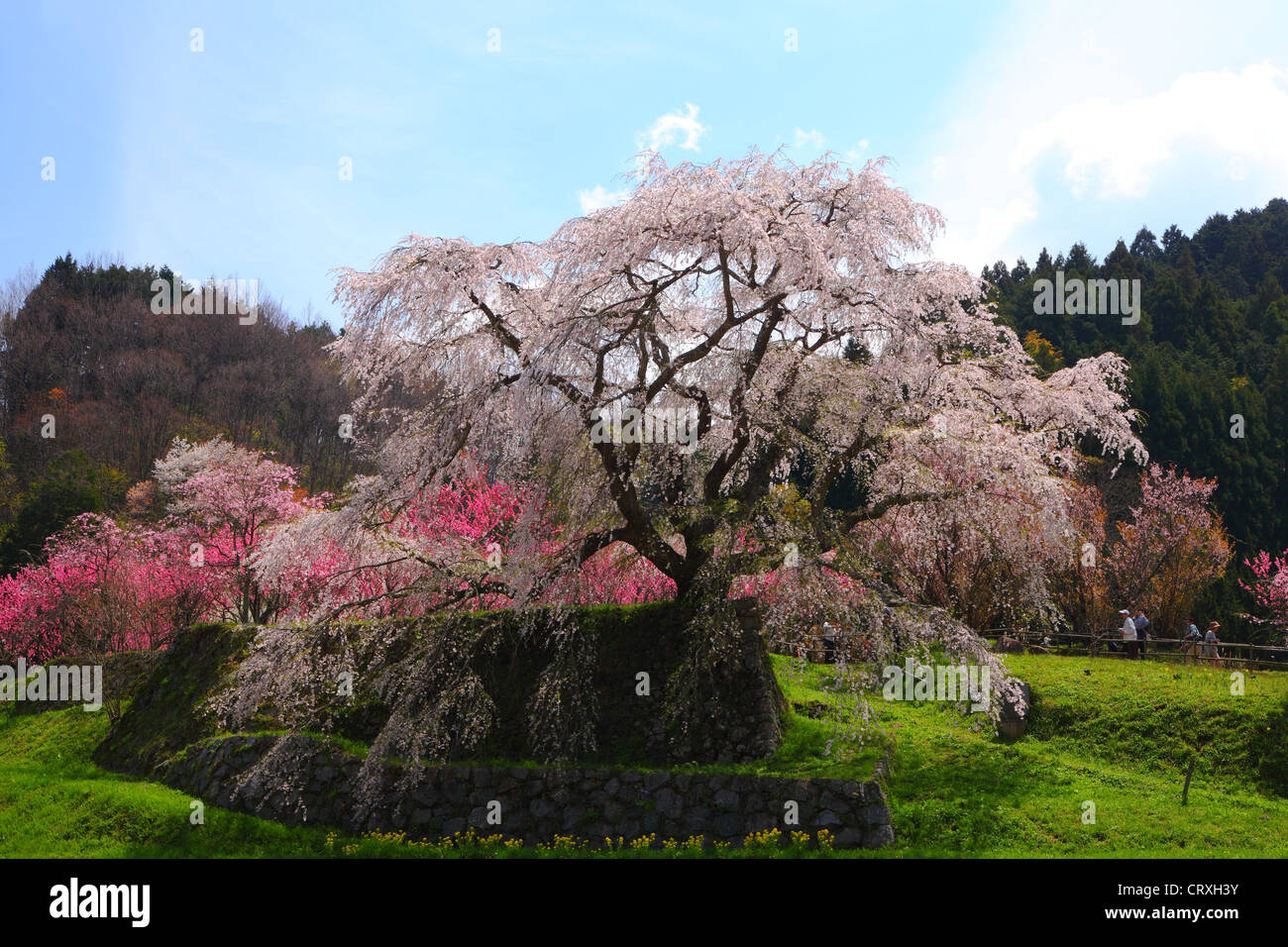 Tree nara hi-res stock photography and images - Alamy