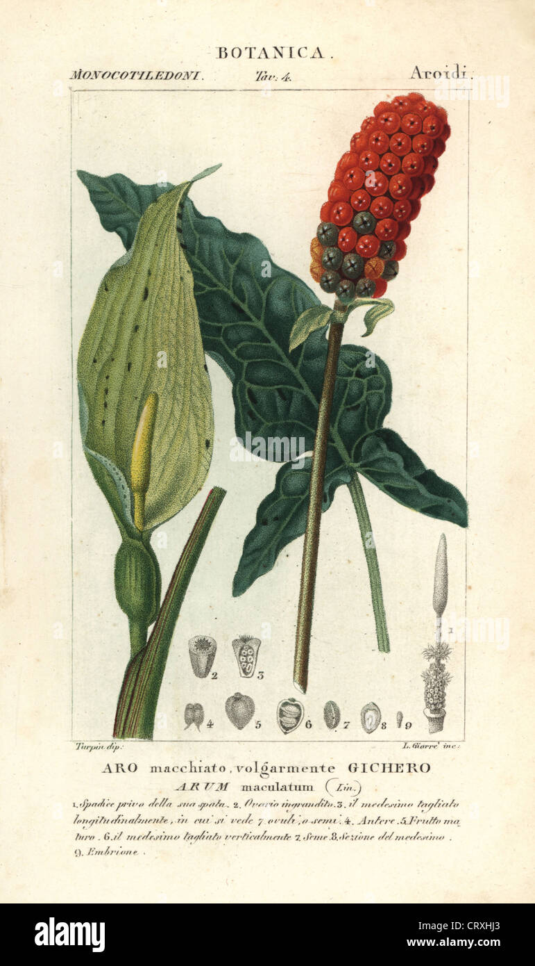 Edible arum hi-res stock photography and images - Alamy