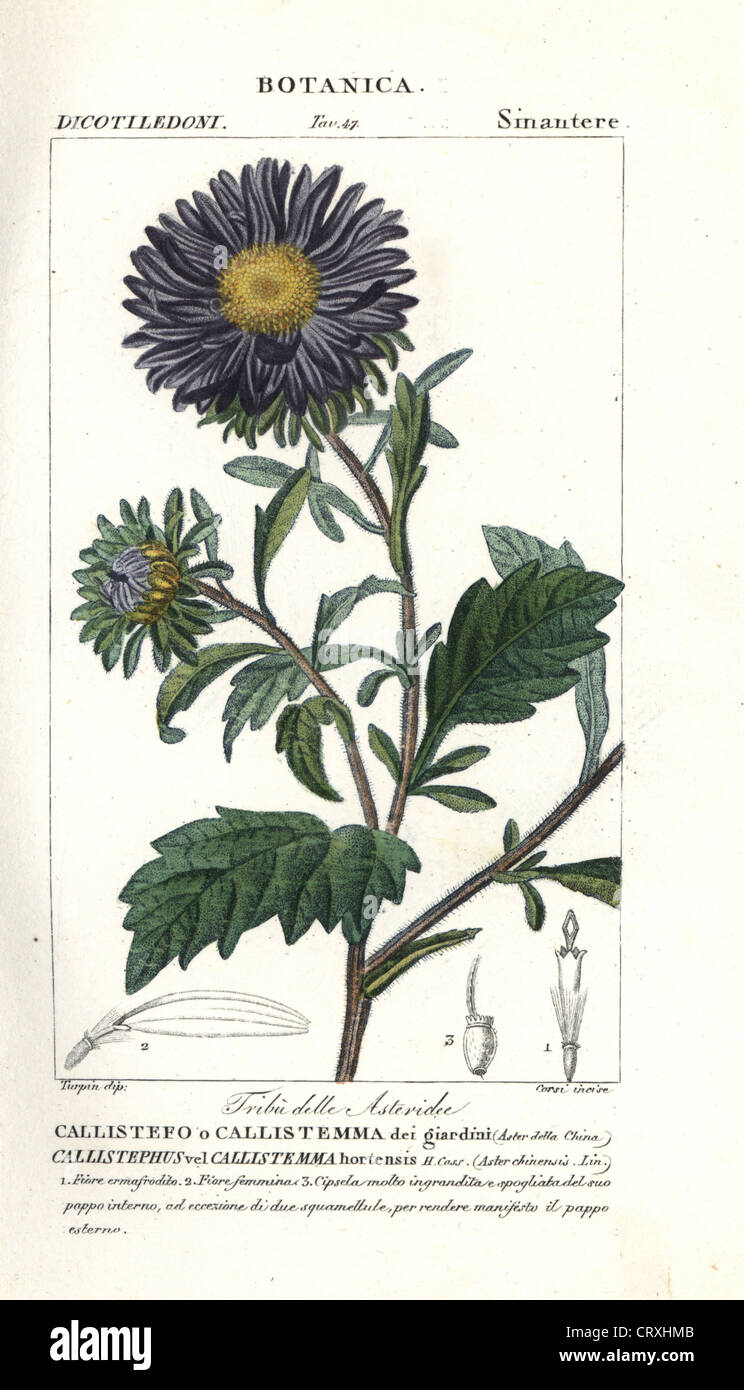 Callistephus hortensis hi-res stock photography and images - Alamy