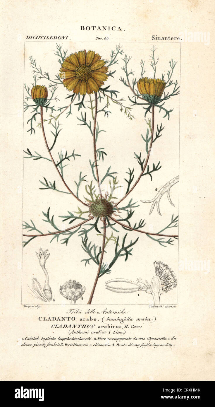 Calendi hi-res stock photography and images - Alamy