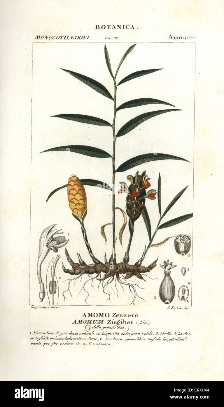 Ginger, Zingiber officinale Stock Photo - Alamy