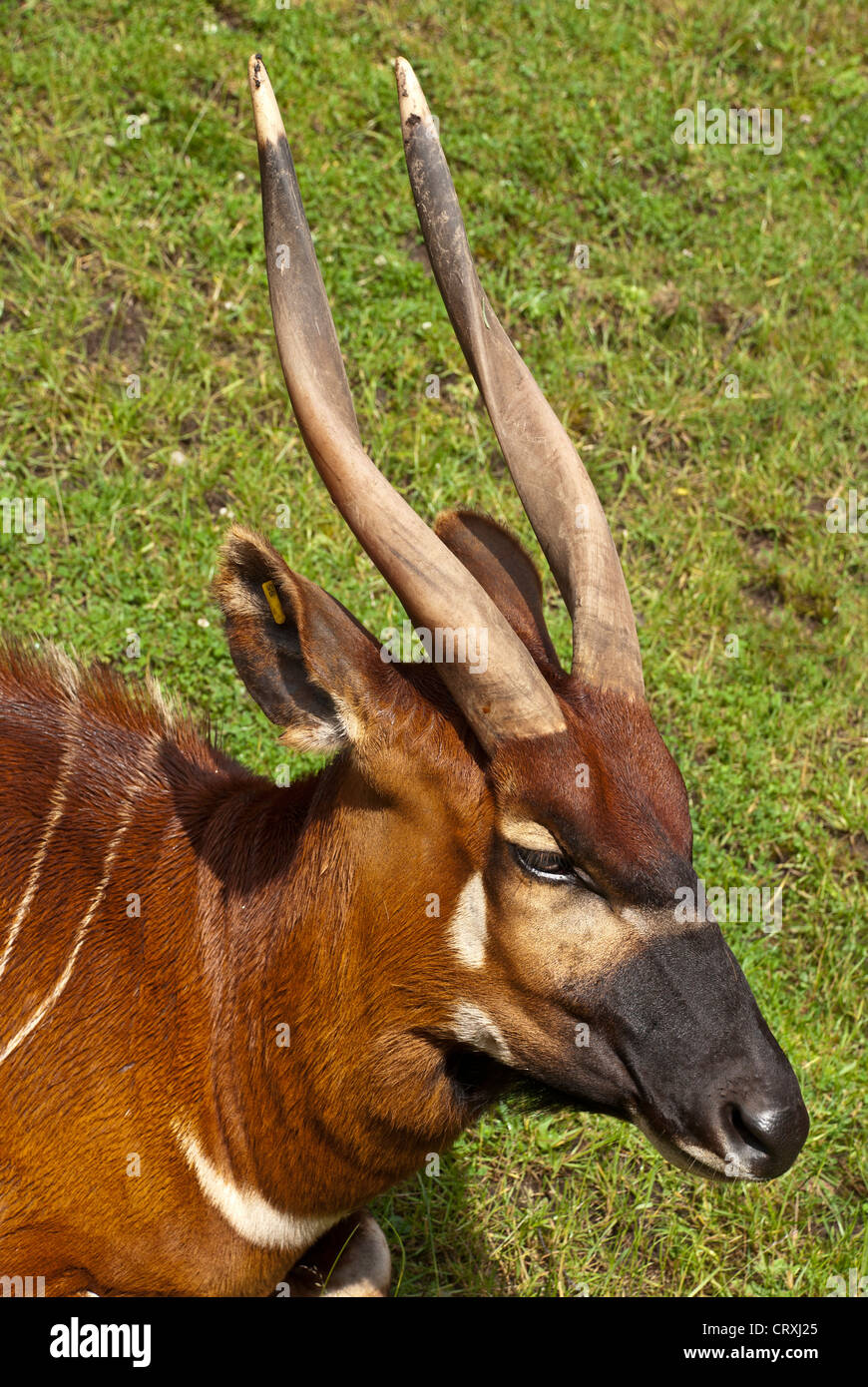 Western bongo hi-res stock photography and images - Alamy