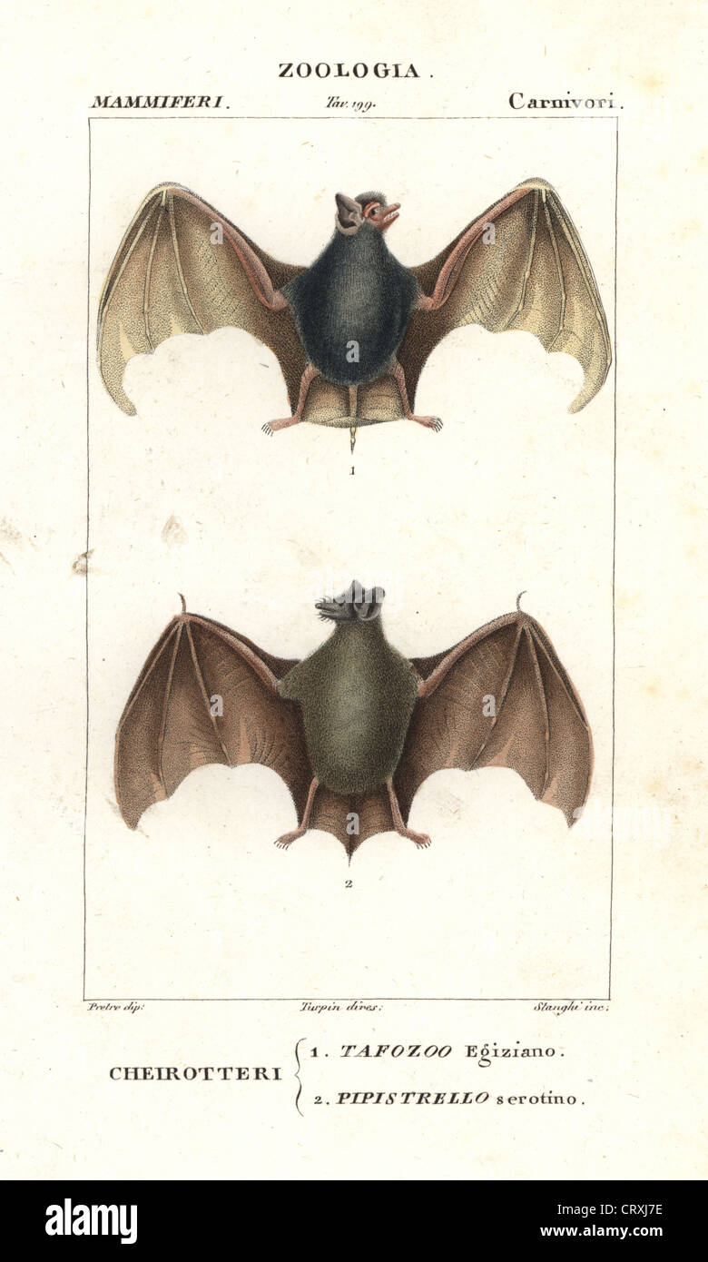 Egyptian tomb bat, Taphozous perforatus, and serotine bat, Eptesicus ...