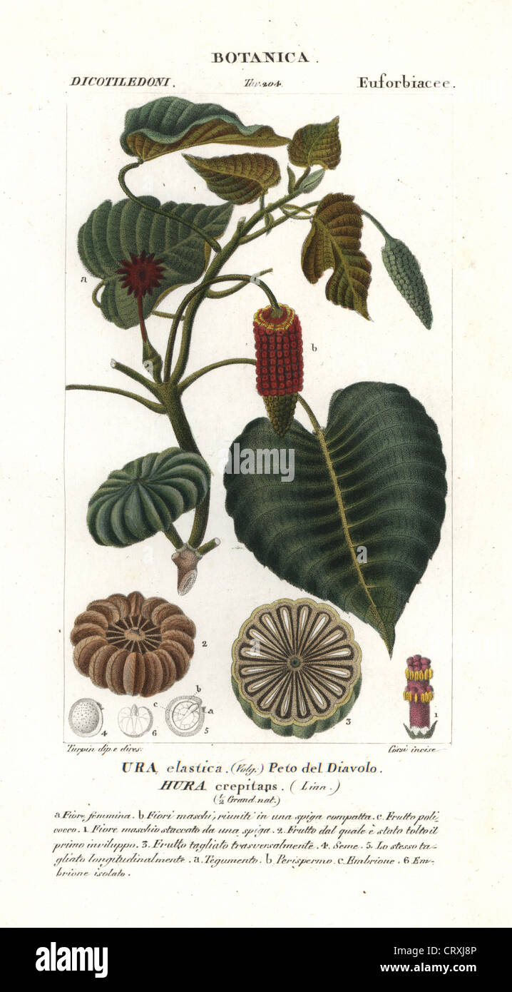 Possumwood Cut Out Stock Images & Pictures - Alamy