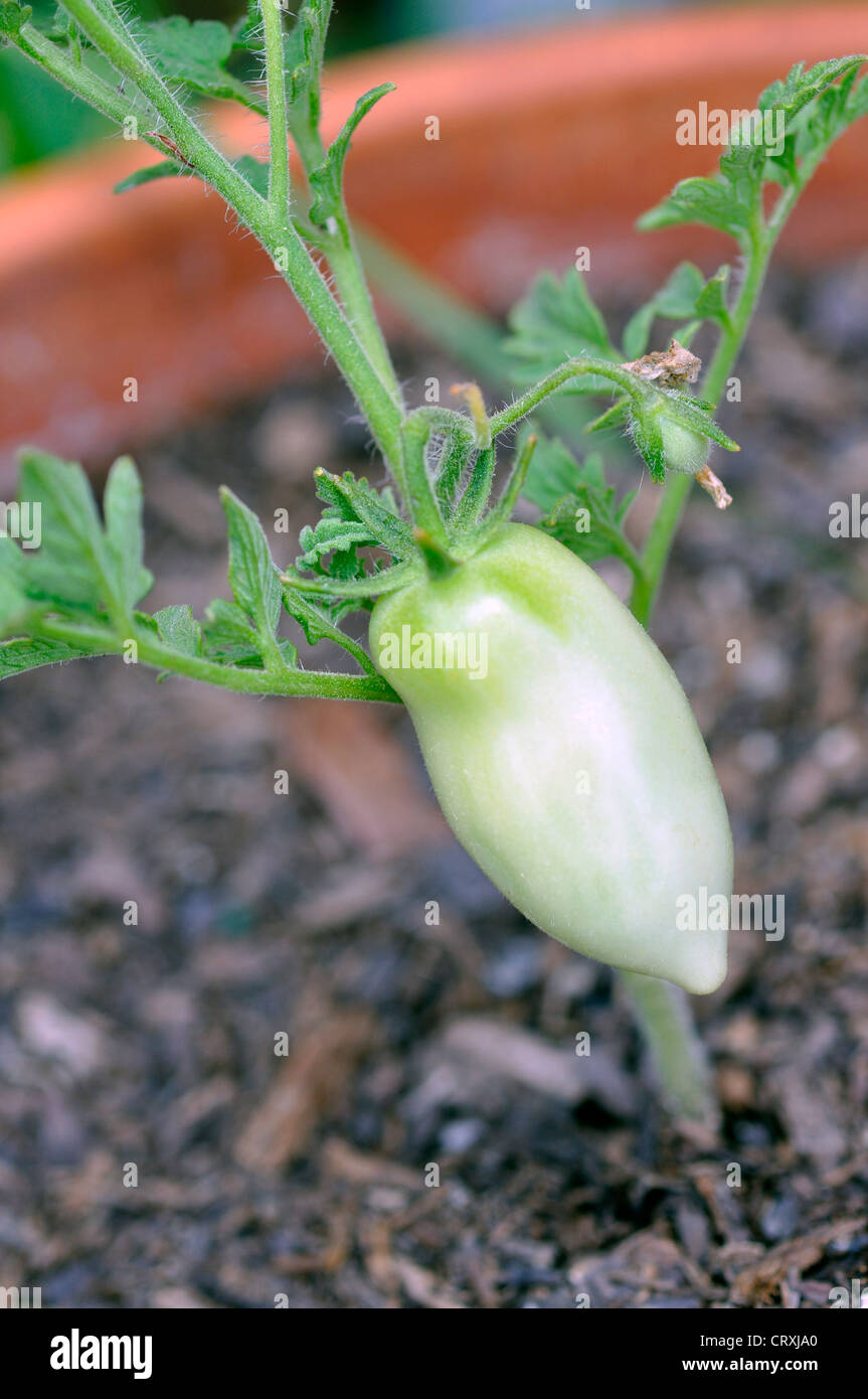 Kibits hi-res stock photography and images - Alamy