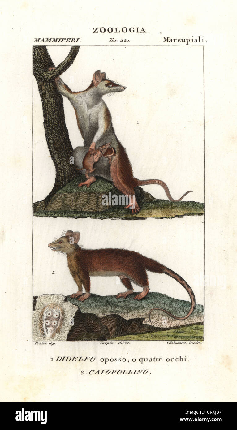 Gray four-eyed opossum, Didelphis opossum, and Linnaeus' mouse opossum ...