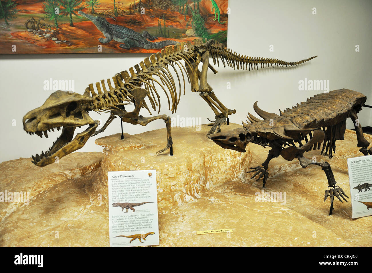 Postosuchus Skeleton