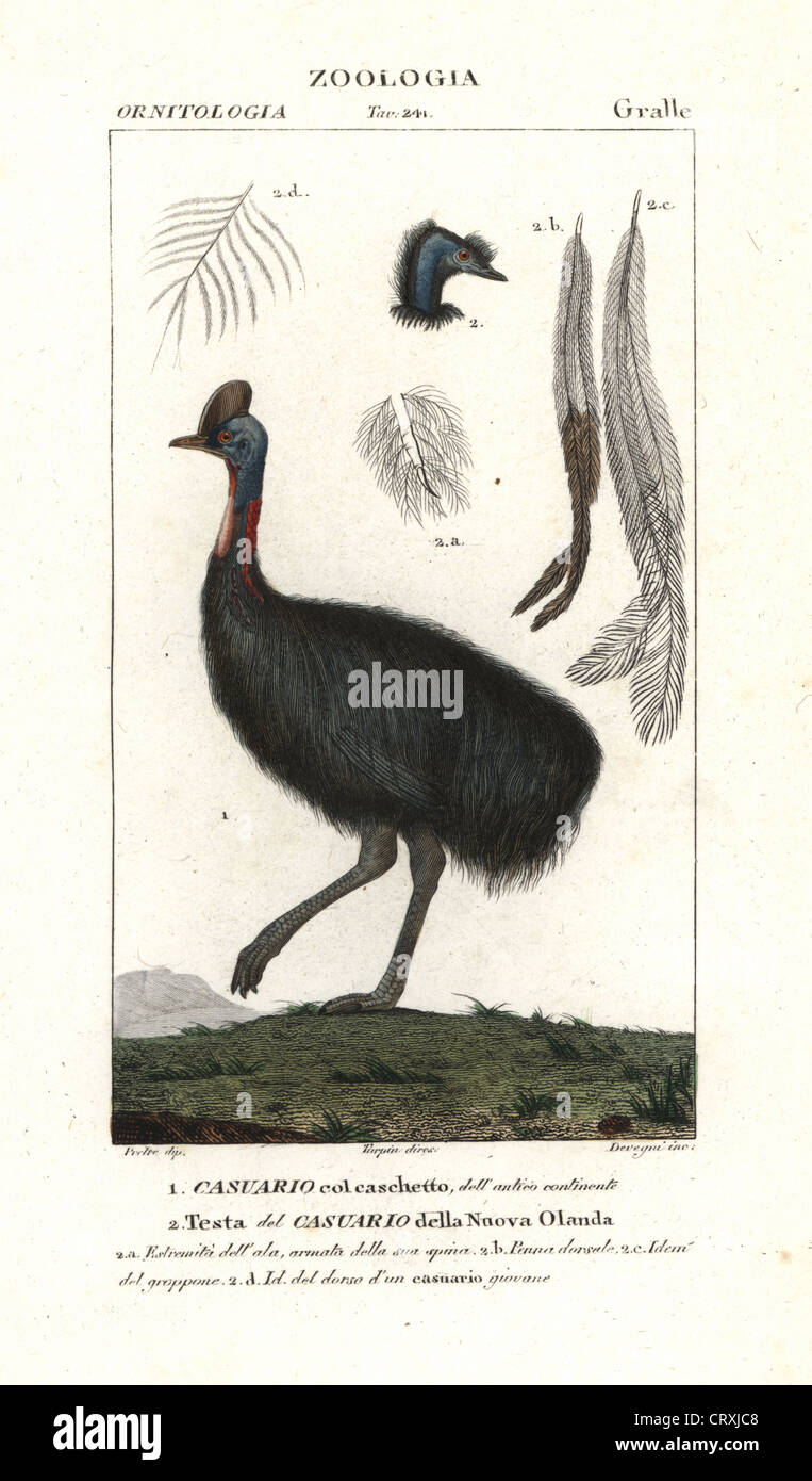 Southern cassowary, Casuarius casuarius. Vulnerable Stock Photo - Alamy