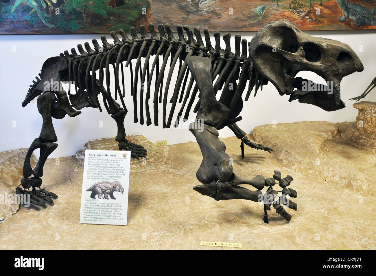 Placerias hesternus dicynodont therapsid Stock Photo: 49143053 - Alamy