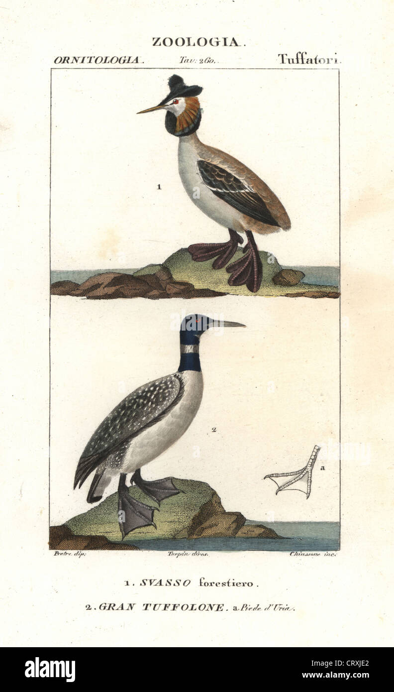 Gran grebe hi-res stock photography and images - Alamy