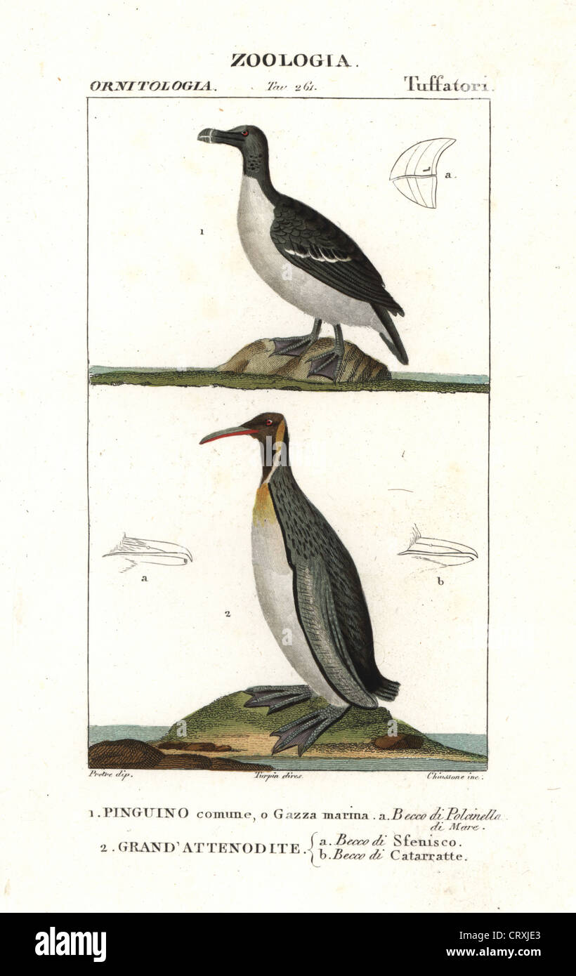 Razorbill, Alca torda, and emperor penguin, Aptenodytes forsteri Stock ...