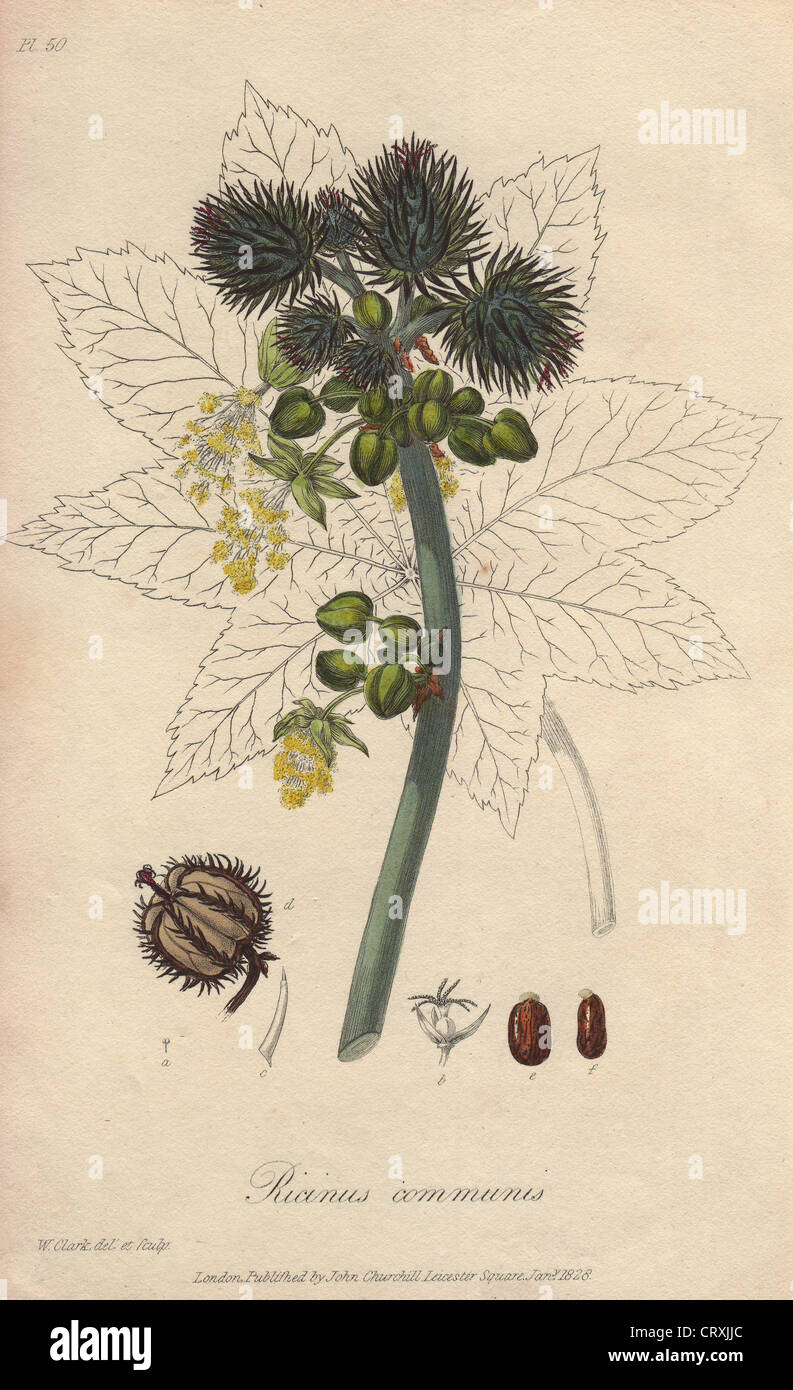 Castor oil plant, Ricinus communis Stock Photo - Alamy
