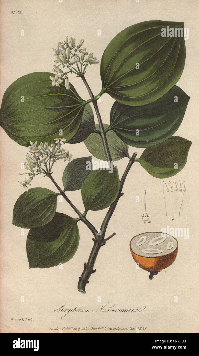 Strychnine tree, Strychnos nux-vomica Stock Photo - Alamy