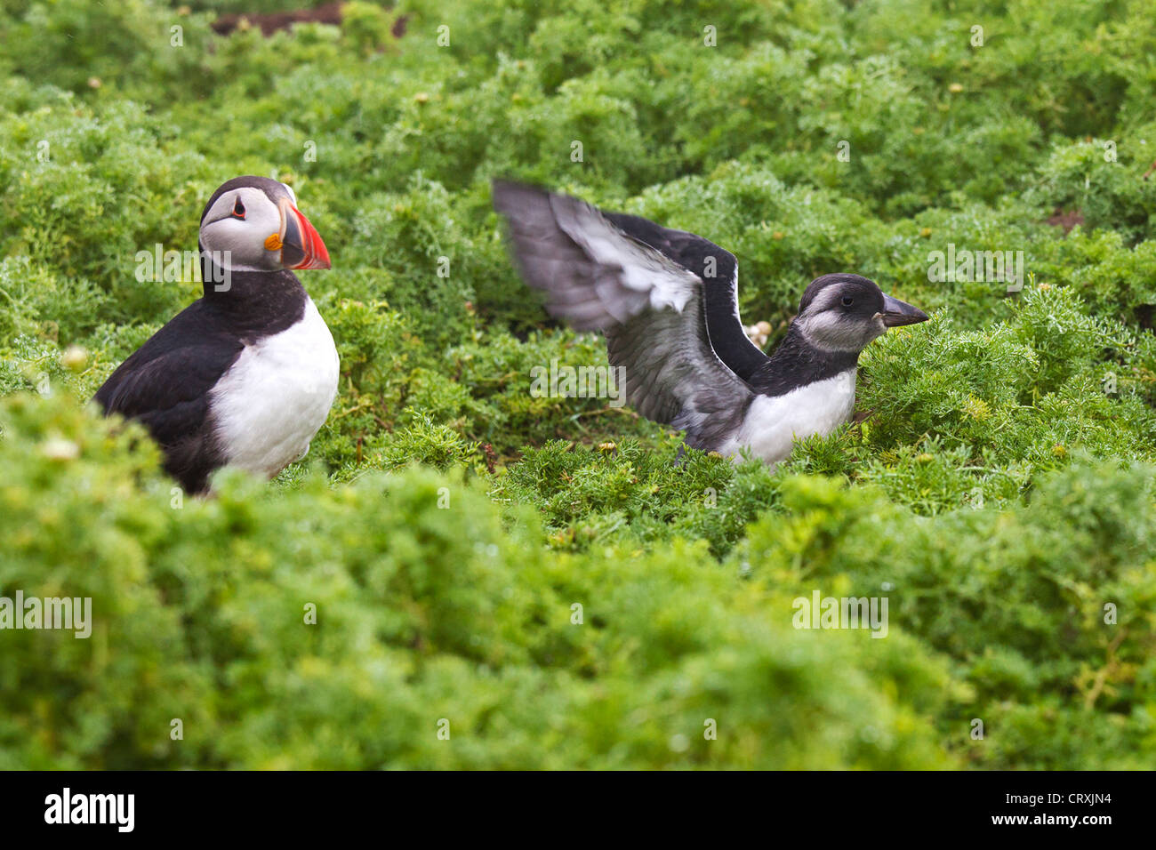 Puffin and Puffling Stock Photo - Alamy