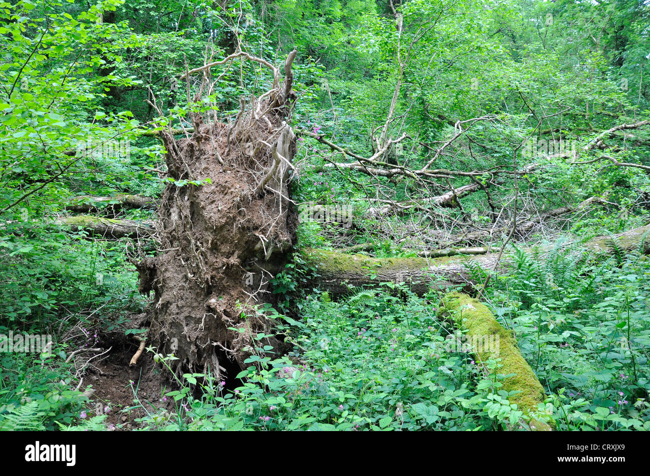 Fallen tree in woodland Stock Photo - Alamy