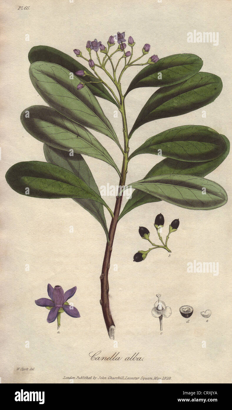 Wild cinnamon, Canella winterana Stock Photo - Alamy