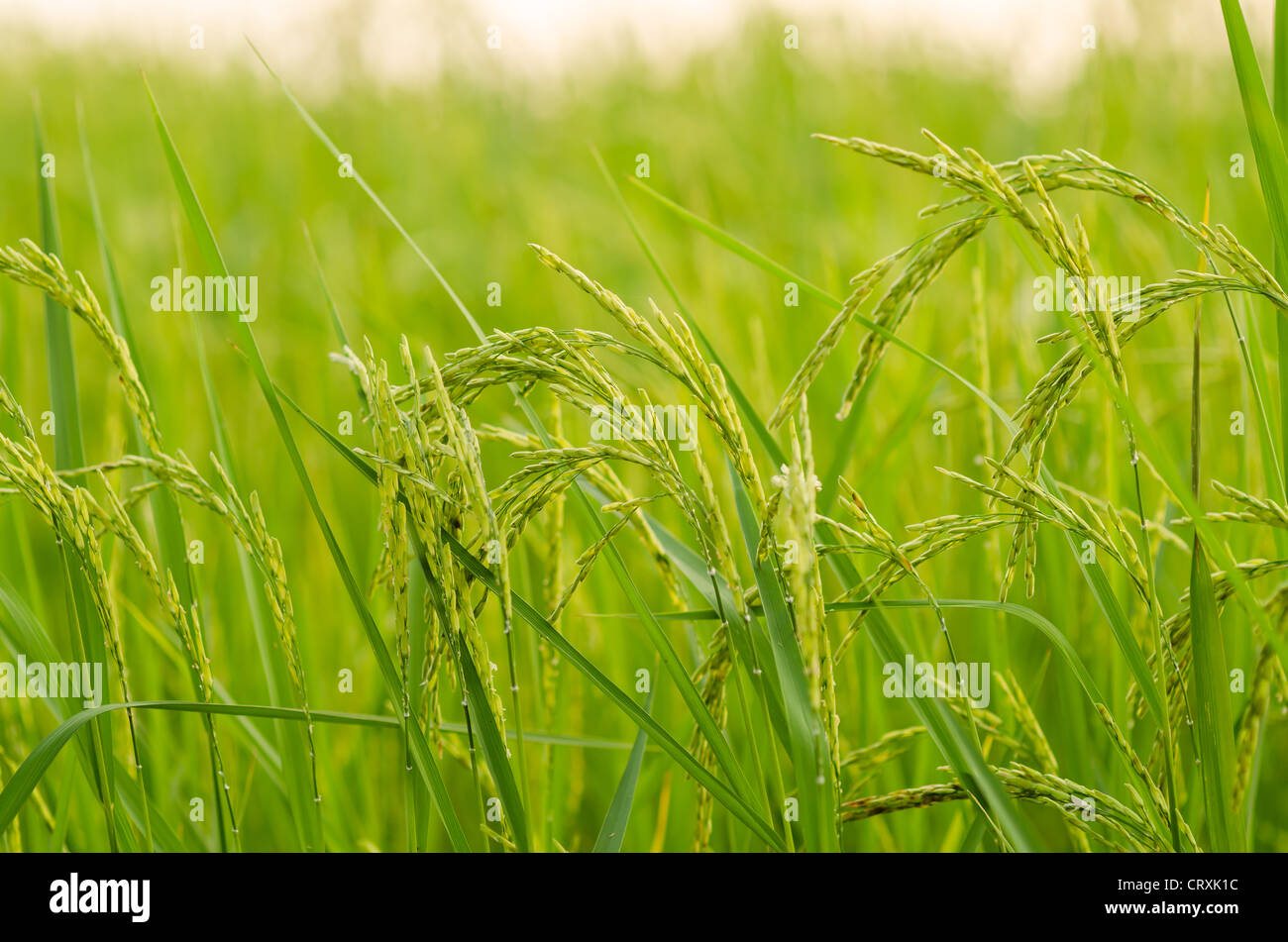 Rice field in farmland food of Asia Stock Photo - Alamy