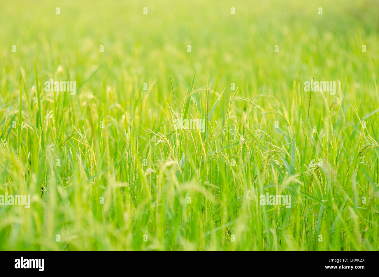 Rice field in farmland food of Asia Stock Photo - Alamy
