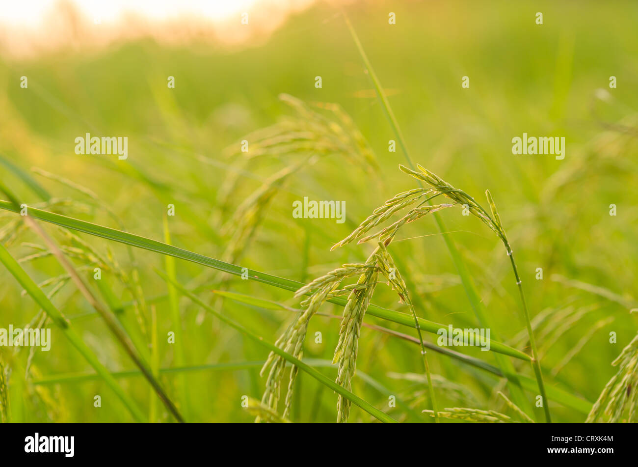 Rice field in farmland food of Asia Stock Photo - Alamy