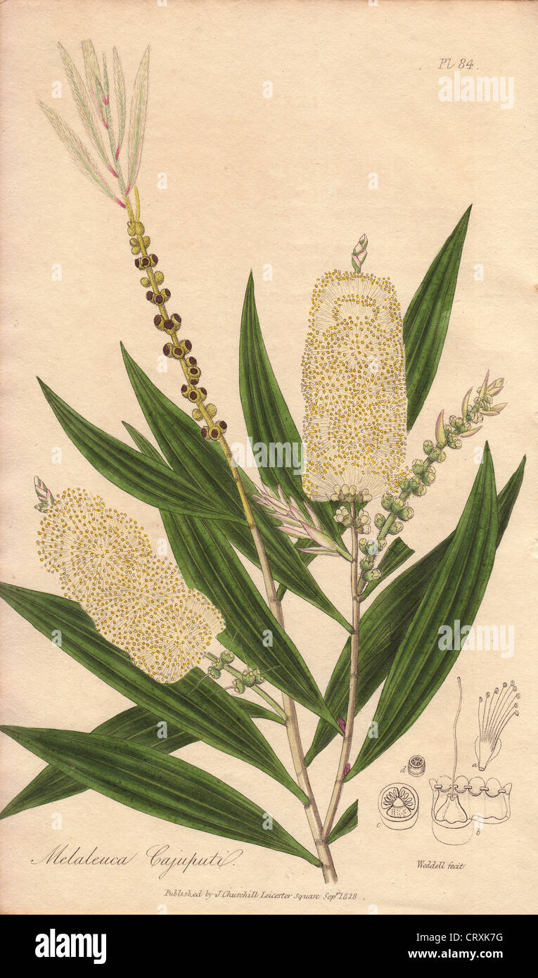 Cajuput tree, Melaleuca leucadendra Stock Photo - Alamy