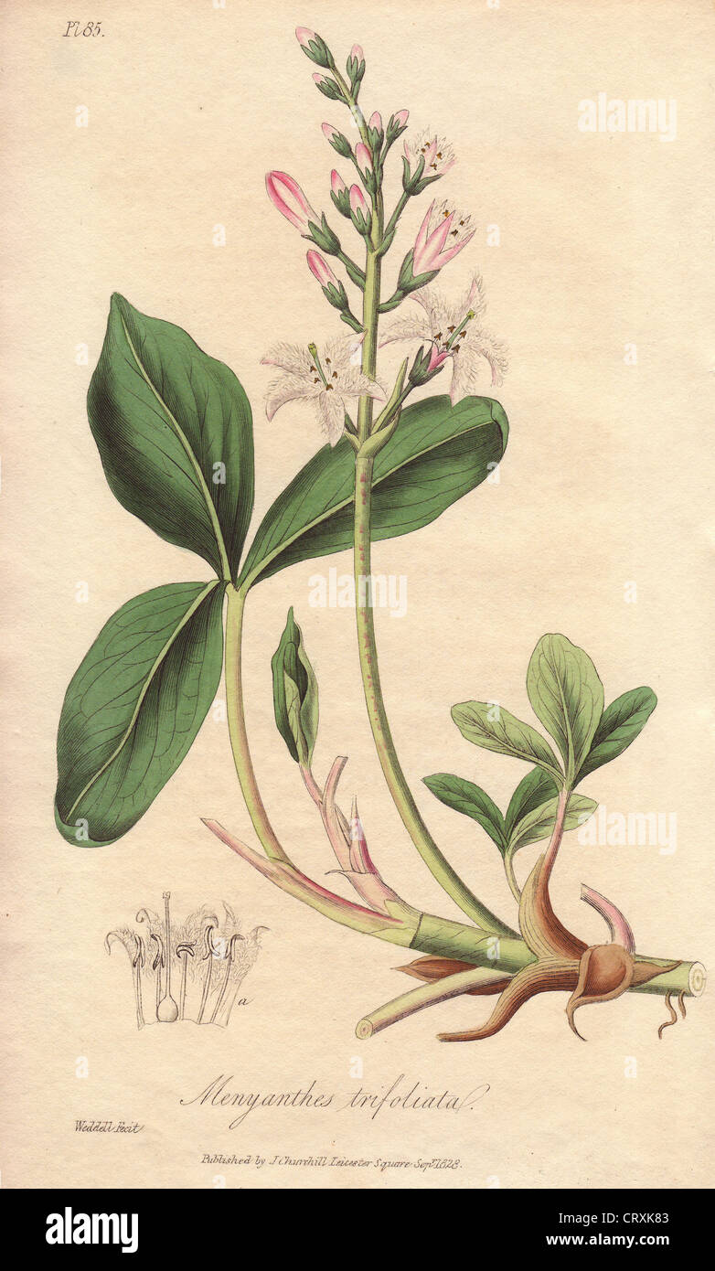 Bog bean, Menyanthes trifoliata Stock Photo - Alamy