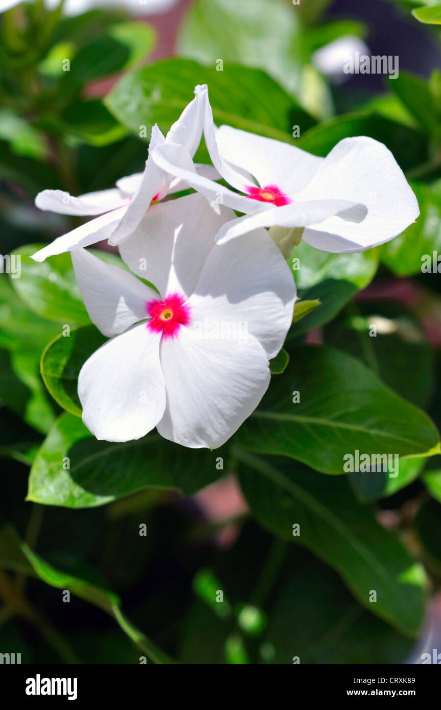 White periwinkle Peppermint Vinca Stock Photo - Alamy
