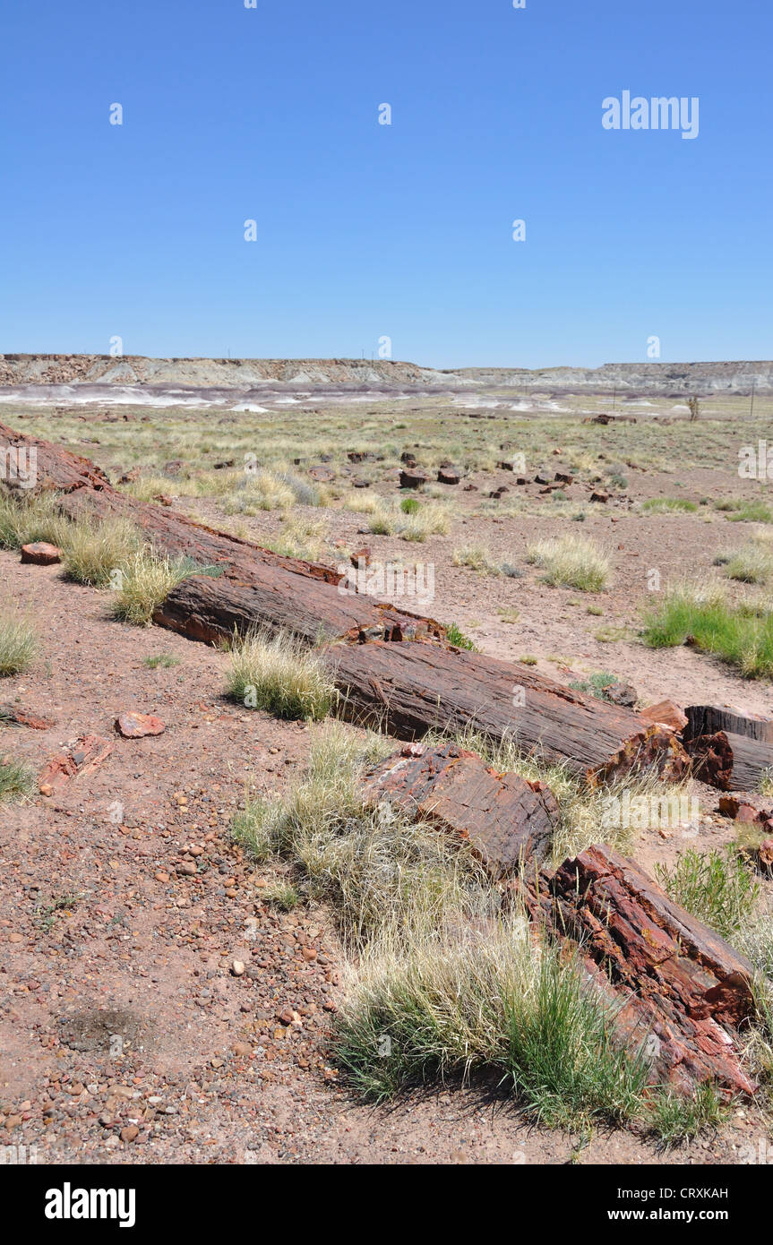Petrified fossilization fossil fossils hi-res stock photography and ...