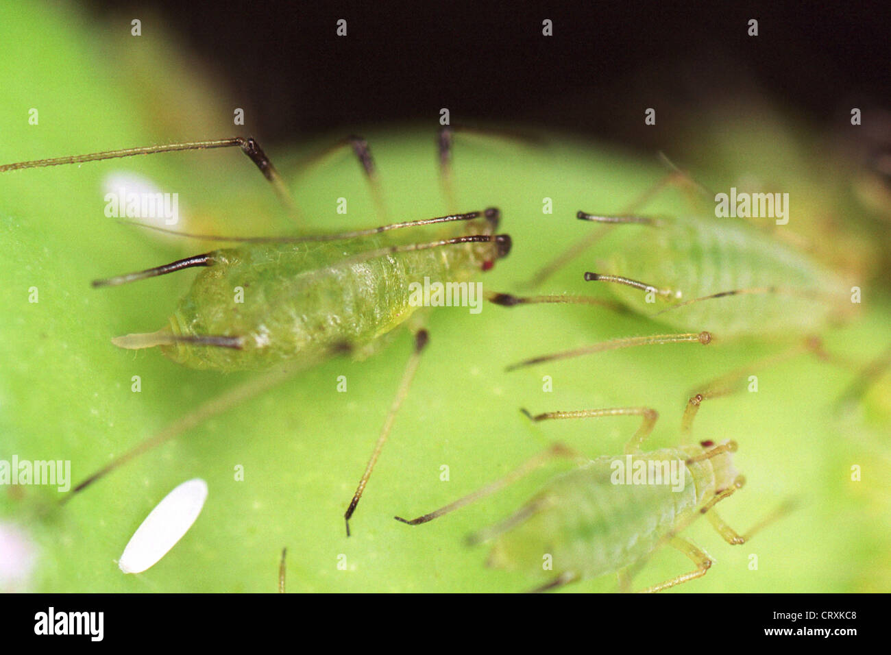 The aphids hi-res stock photography and images - Alamy