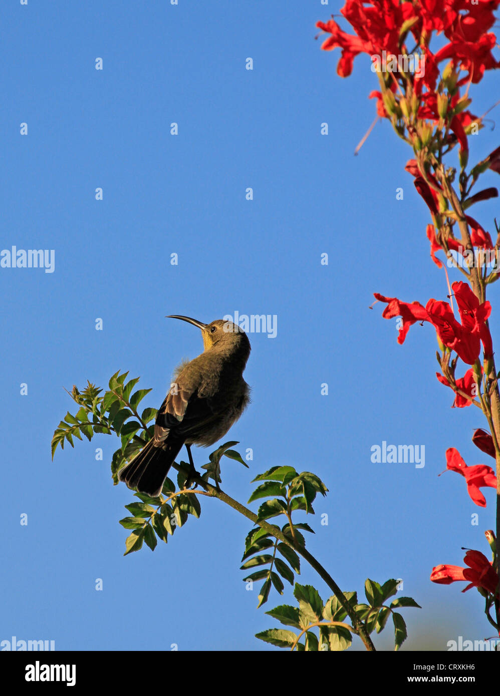 Female Southern Double-collared Sunbird or Lesser Double-collared ...