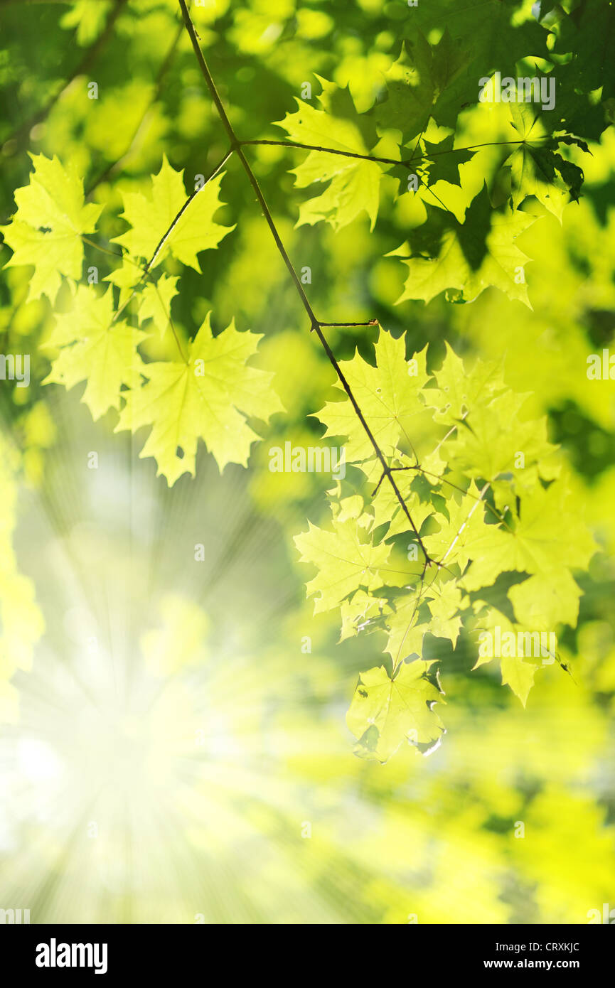 new Green and yellow maple leaf and sun ray Stock Photo - Alamy