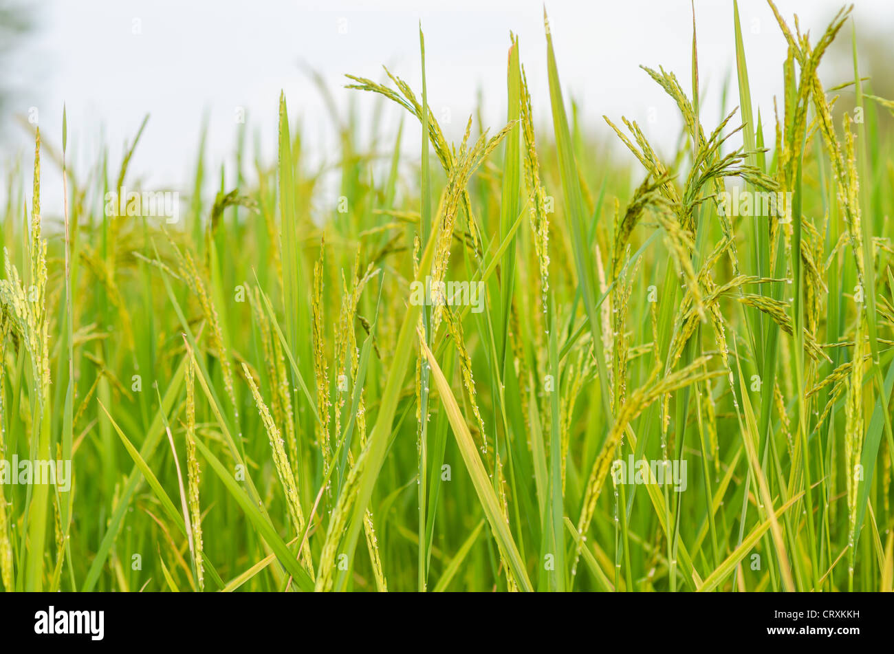 Rice field in farmland food of Asia Stock Photo - Alamy