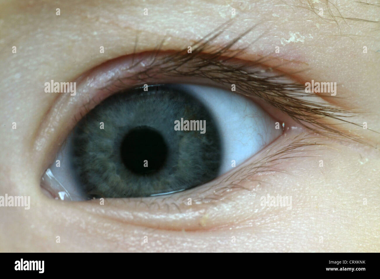 Childs body organs hi-res stock photography and images - Alamy