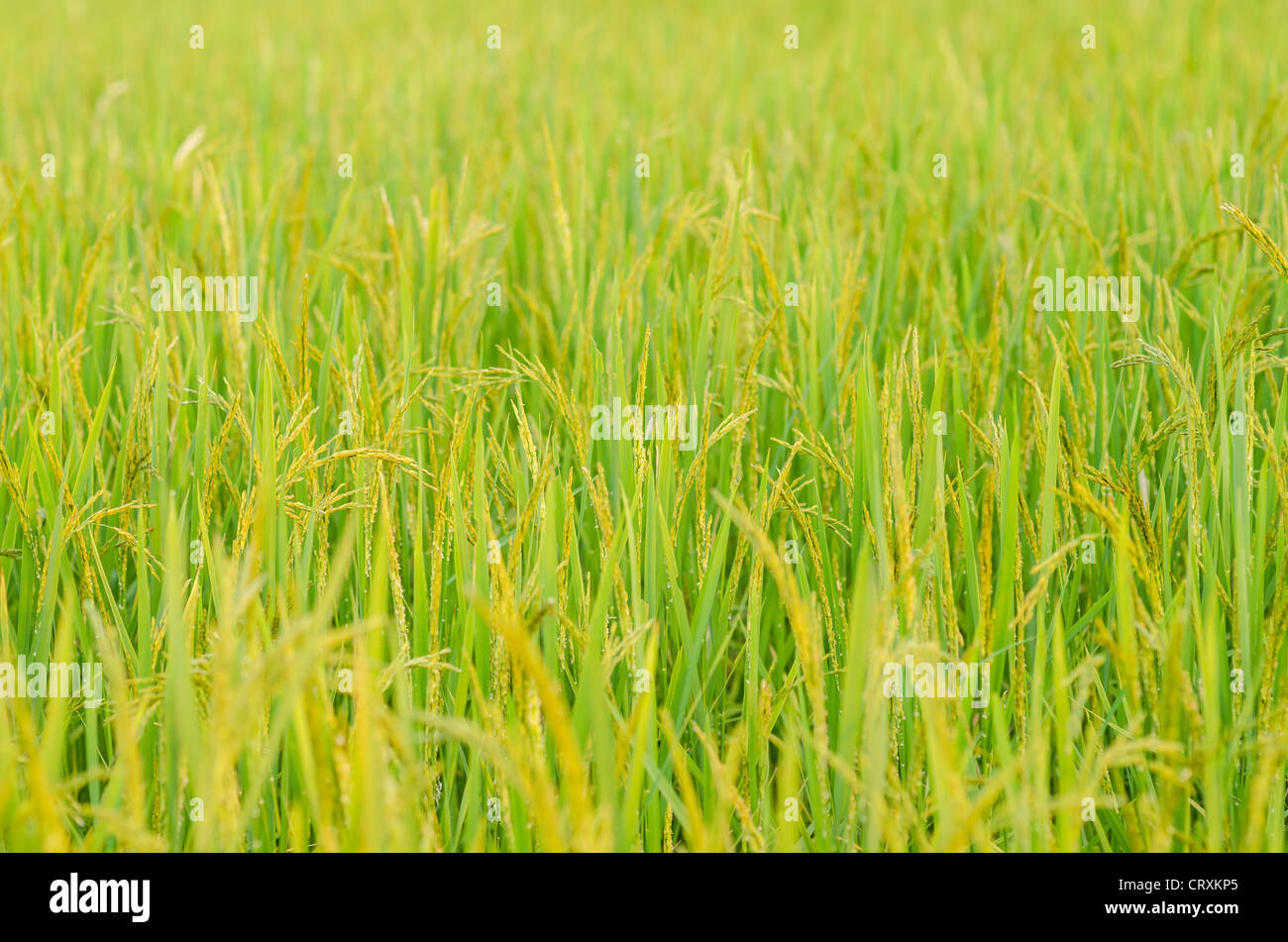Rice field in farmland food of Asia Stock Photo - Alamy