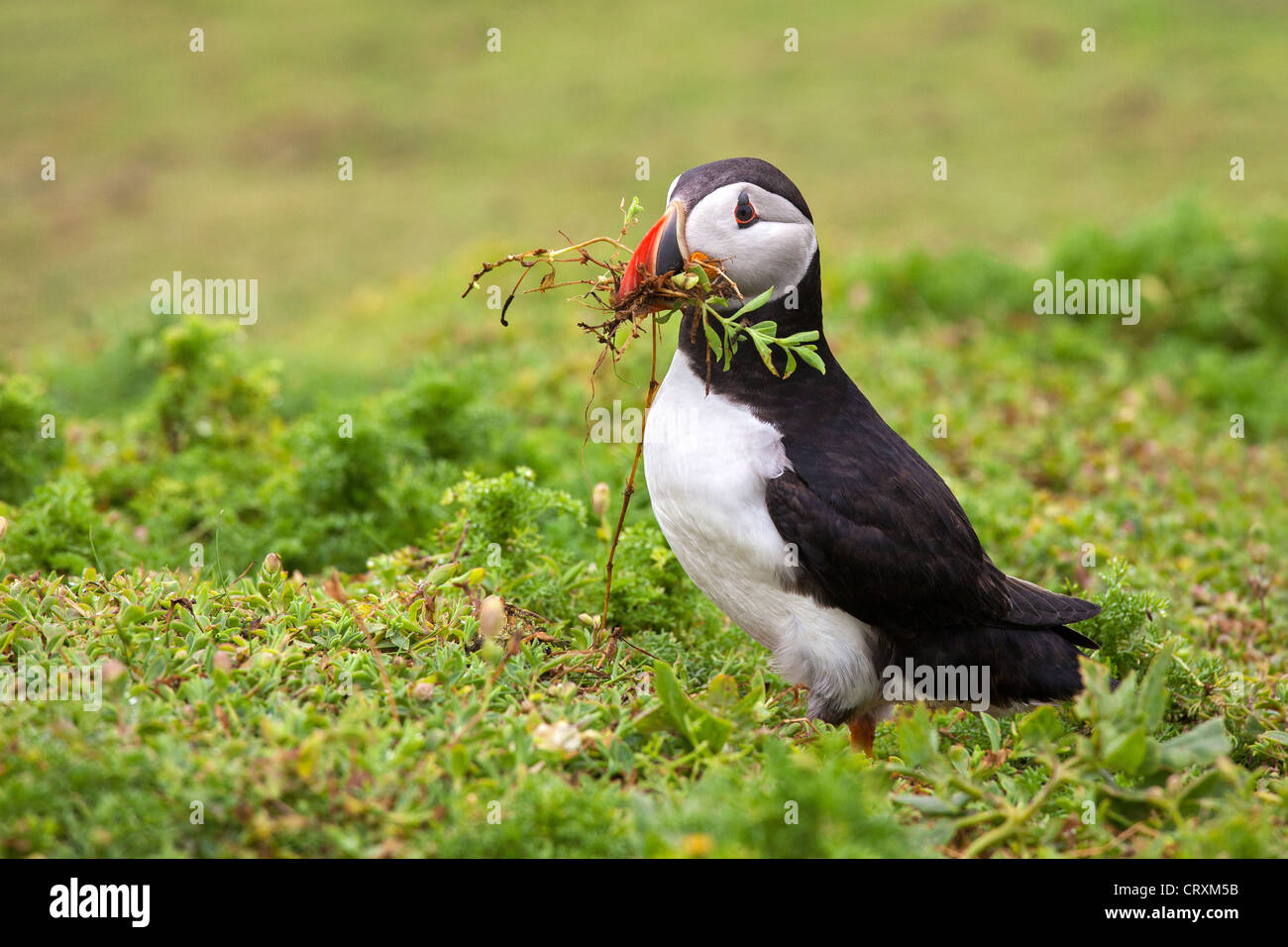 Puffin with nesting material Stock Photo - Alamy