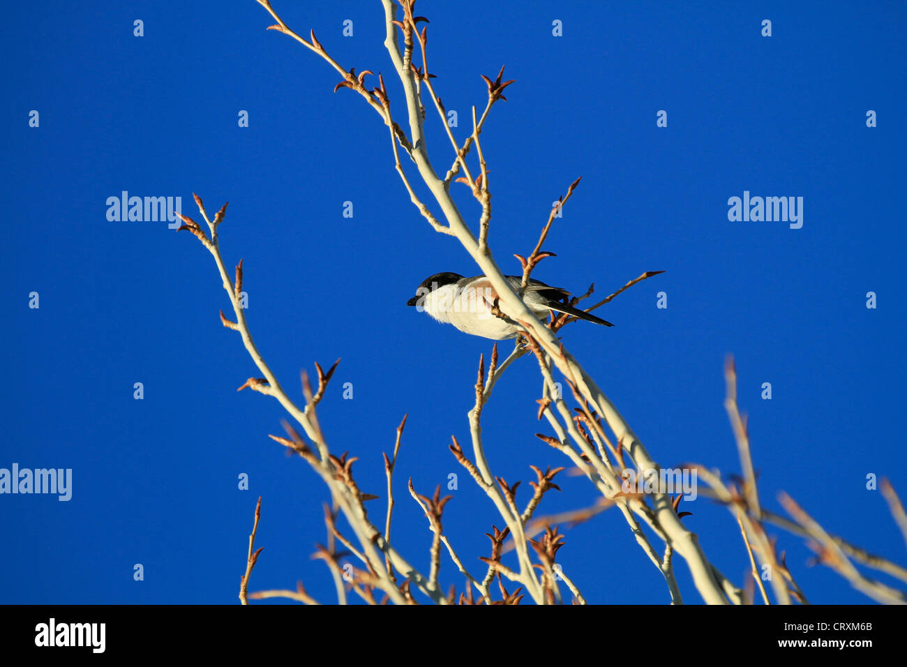 Jackie hangman hi-res stock photography and images - Alamy