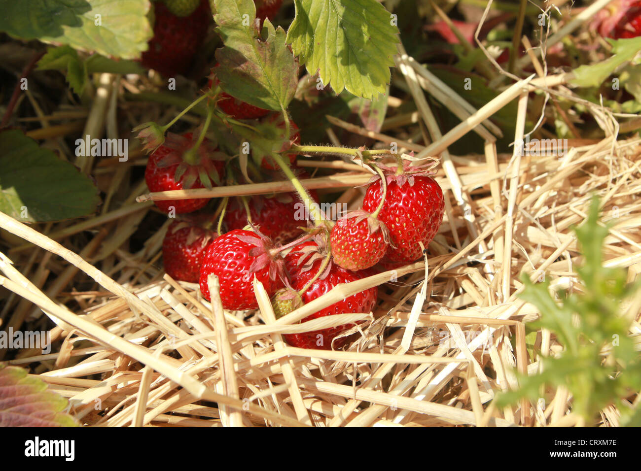 Strawberries On A Bed Of Straw High Resolution Stock Photography and ...