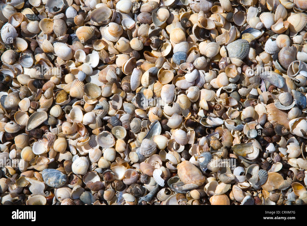 Shell bank hi-res stock photography and images - Alamy