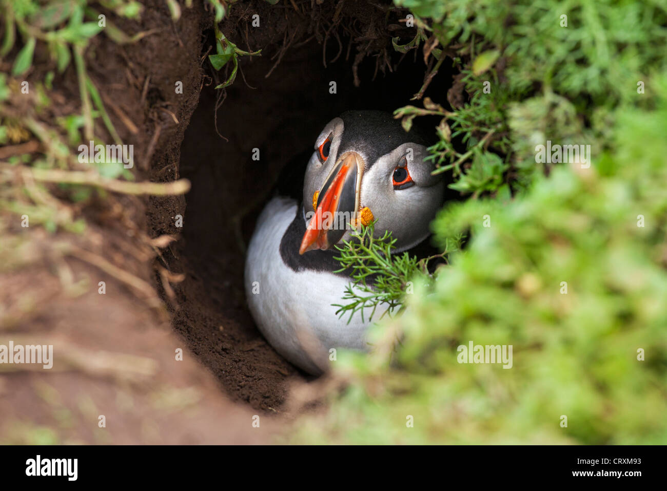 Puffin burrow hi-res stock photography and images - Alamy