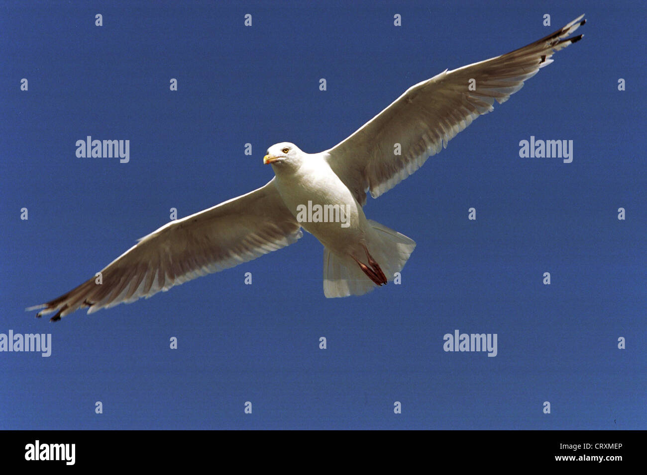 Outstretched wings hi-res stock photography and images - Alamy