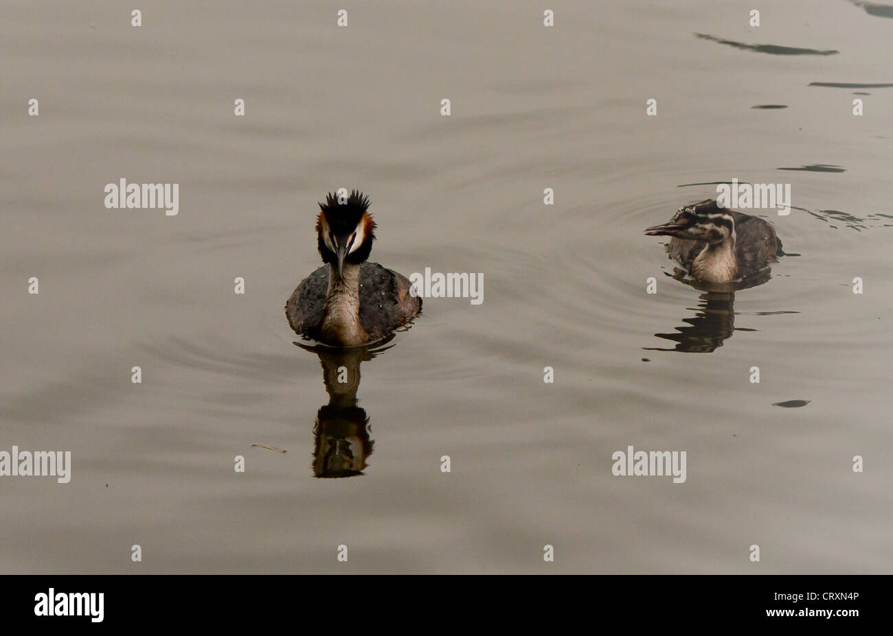 male and female crested grebe Stock Photo - Alamy