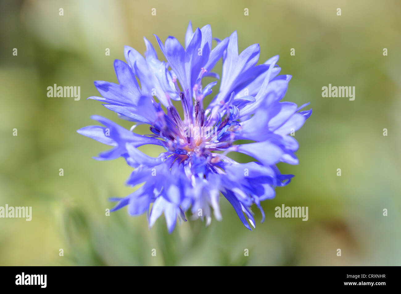 Cornflower Bachelors button flower Stock Photo - Alamy