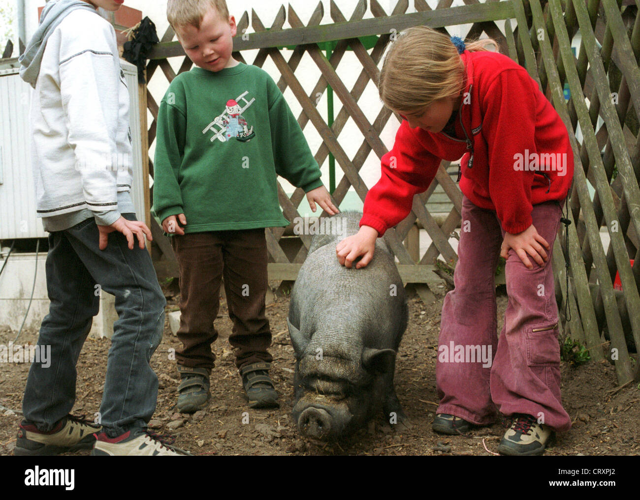 Schueler stroke pig, Berlin Stock Photo - Alamy
